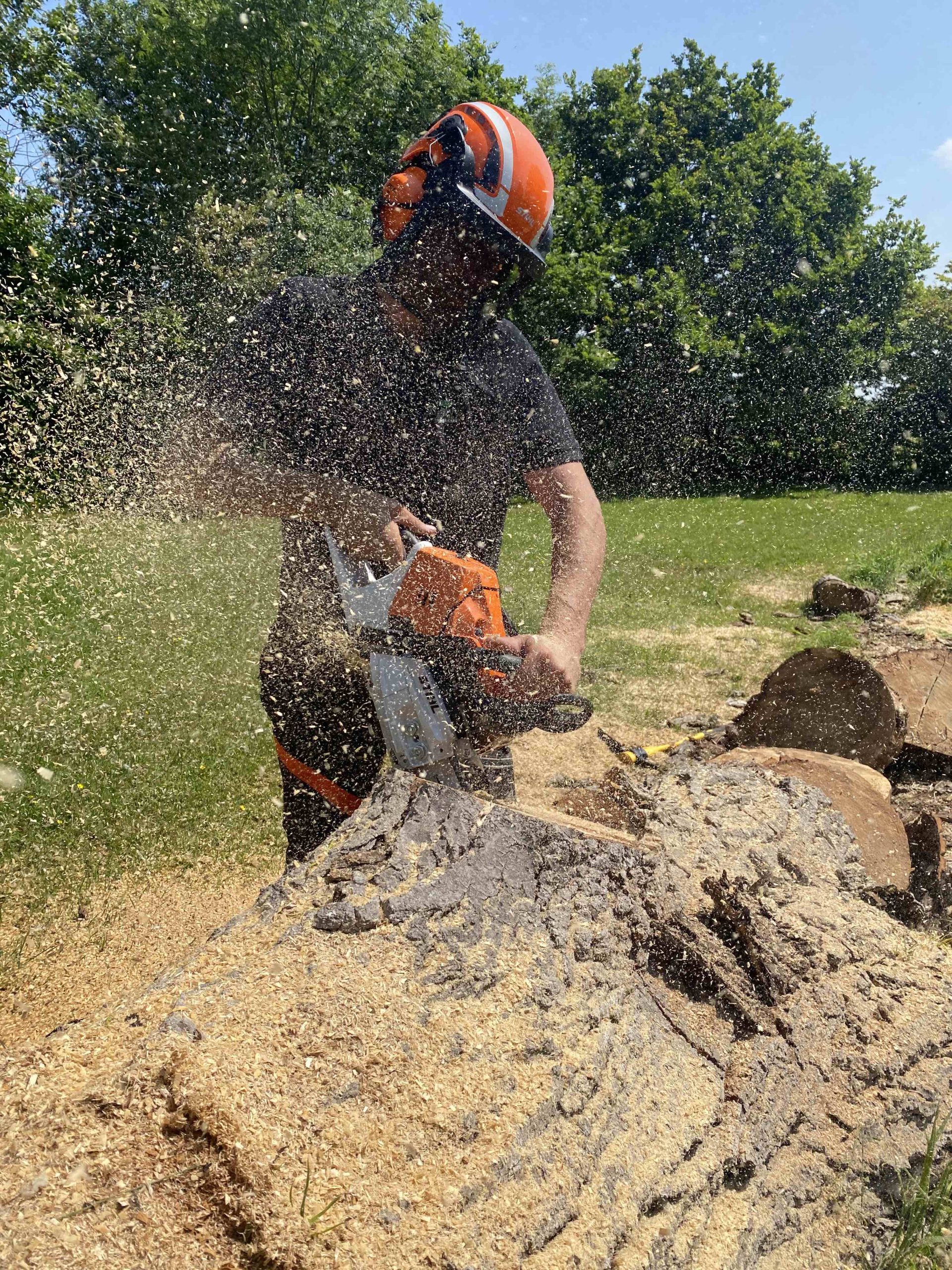 Tree Surgeon in Chichester