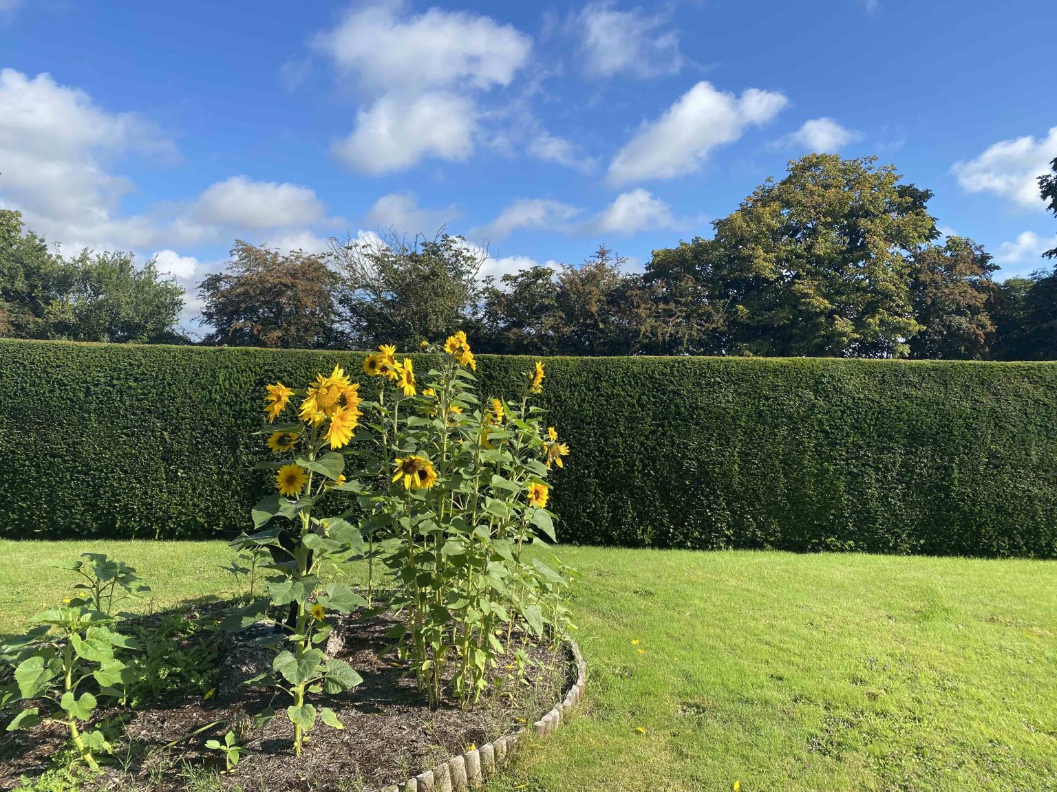 Tree Surgeon in Chichester